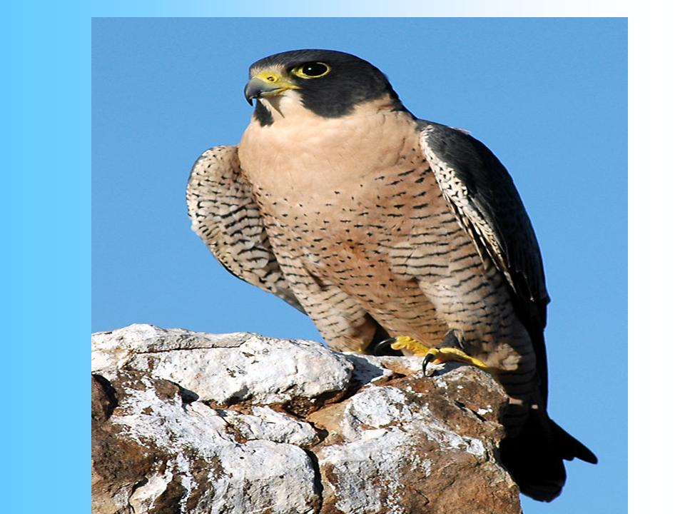 Spreebird wildlife: Shaheen SHAHEEN FALCON (Military state-bird of the ...