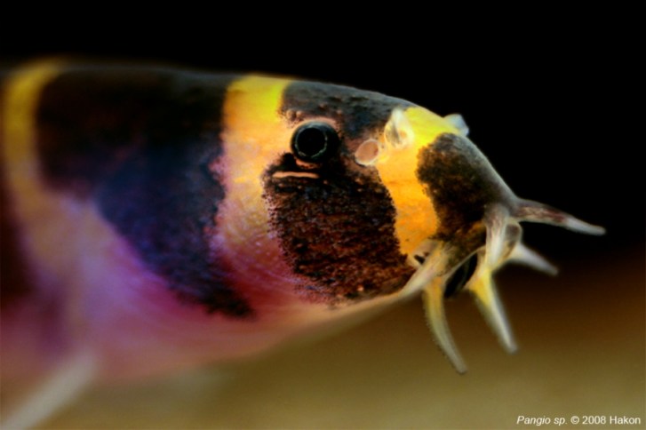 Mengenal ikan kuhli loach - ikan atau belut? ~ Aquascape Batang