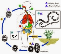 PARASITOLOGÍA: OXIUROS