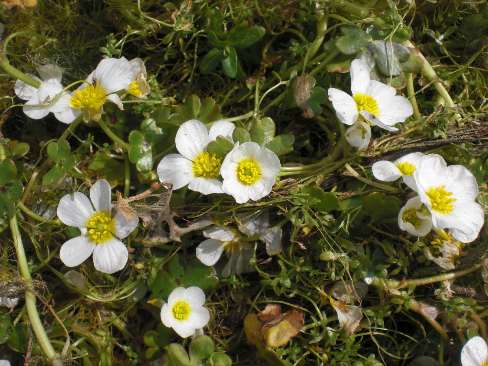 Perfumes y luces de Extremadura: Ranunculus aquatilis. Familia ...