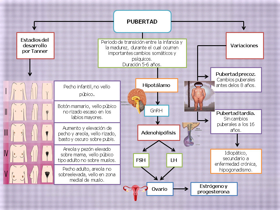 GINECOLOGÍA Y OBSTETRICIA : 3. PUBERTAD Y CLIMATERIO