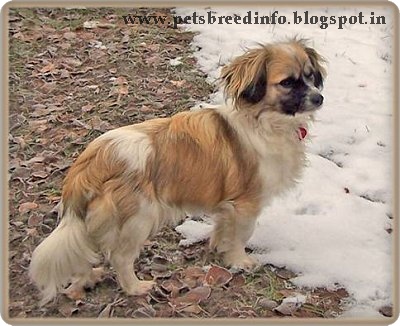 Tibalier Dog HD Wallpapers Free Download | All About Dogs