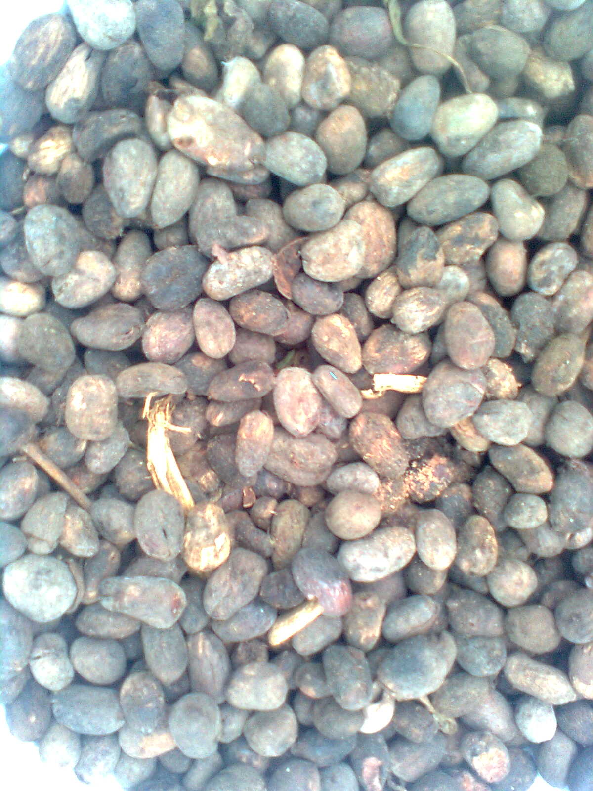 Shea Nut Export Portfolio
