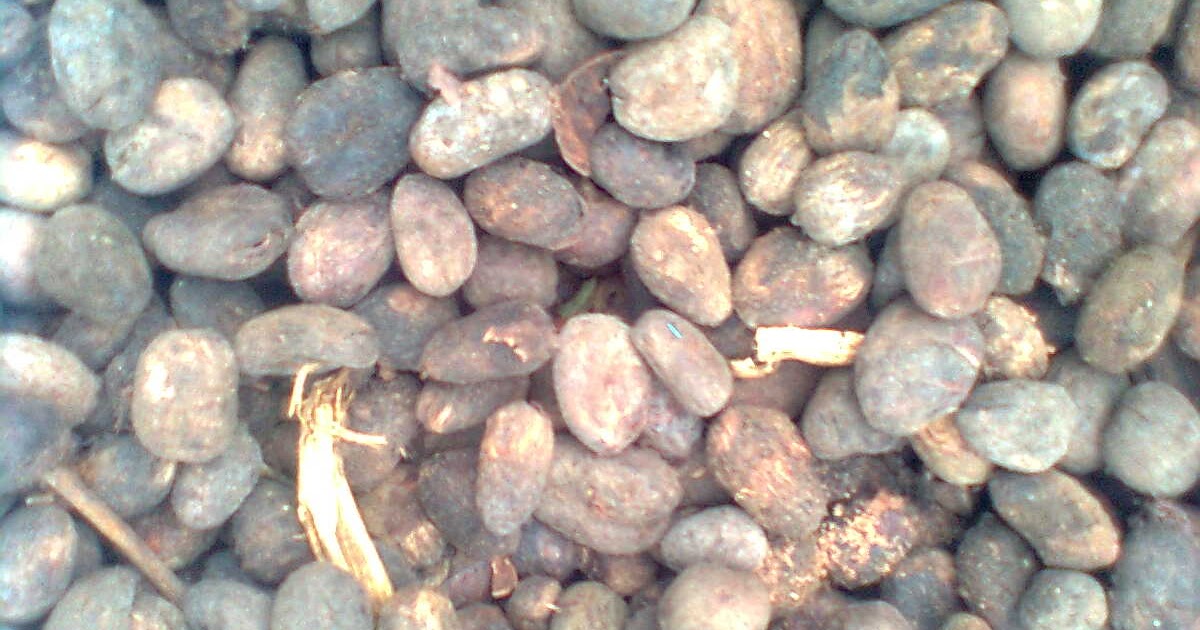 Shea Nut Export Portfolio