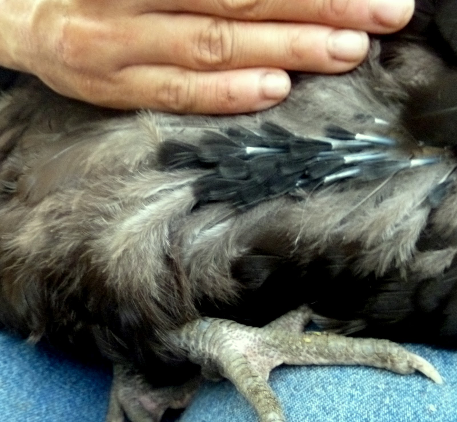 Why are my Chickens Losing Their Feathers? - Fresh Eggs Daily® with ...