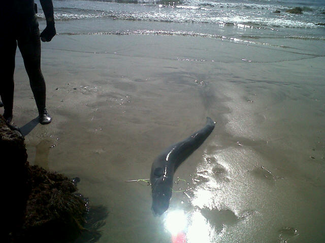 Salmonetes Ya No Nos Quedan: El congrio y el mar