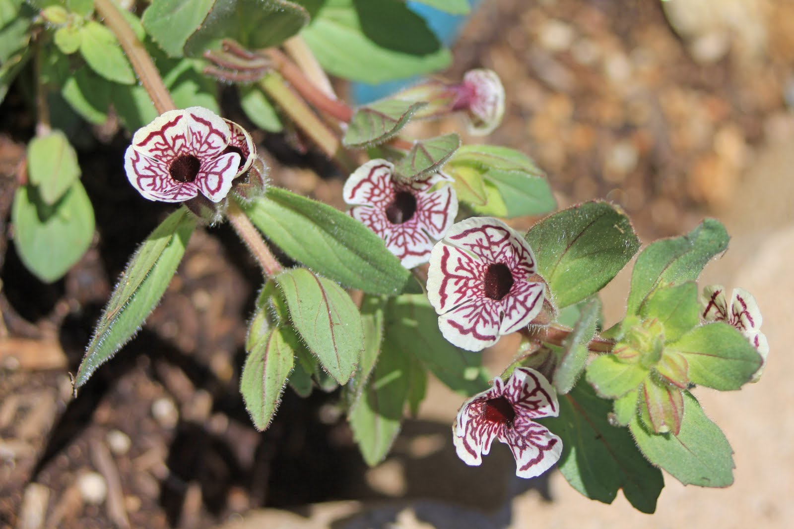 Camissonia's Corner: The Cutest Lizard of Them All...and April is Not ...