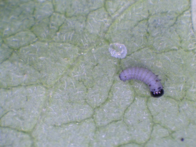 DIY: Butterfly Life Cycle Observation Station