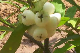 DIET WHAT IT REALLY MEANS!!!!!!!!: WHITE JAMUN (WAX JAMBU) FRUIT