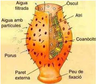 Invertebrados: Spongia e Hippospongia
