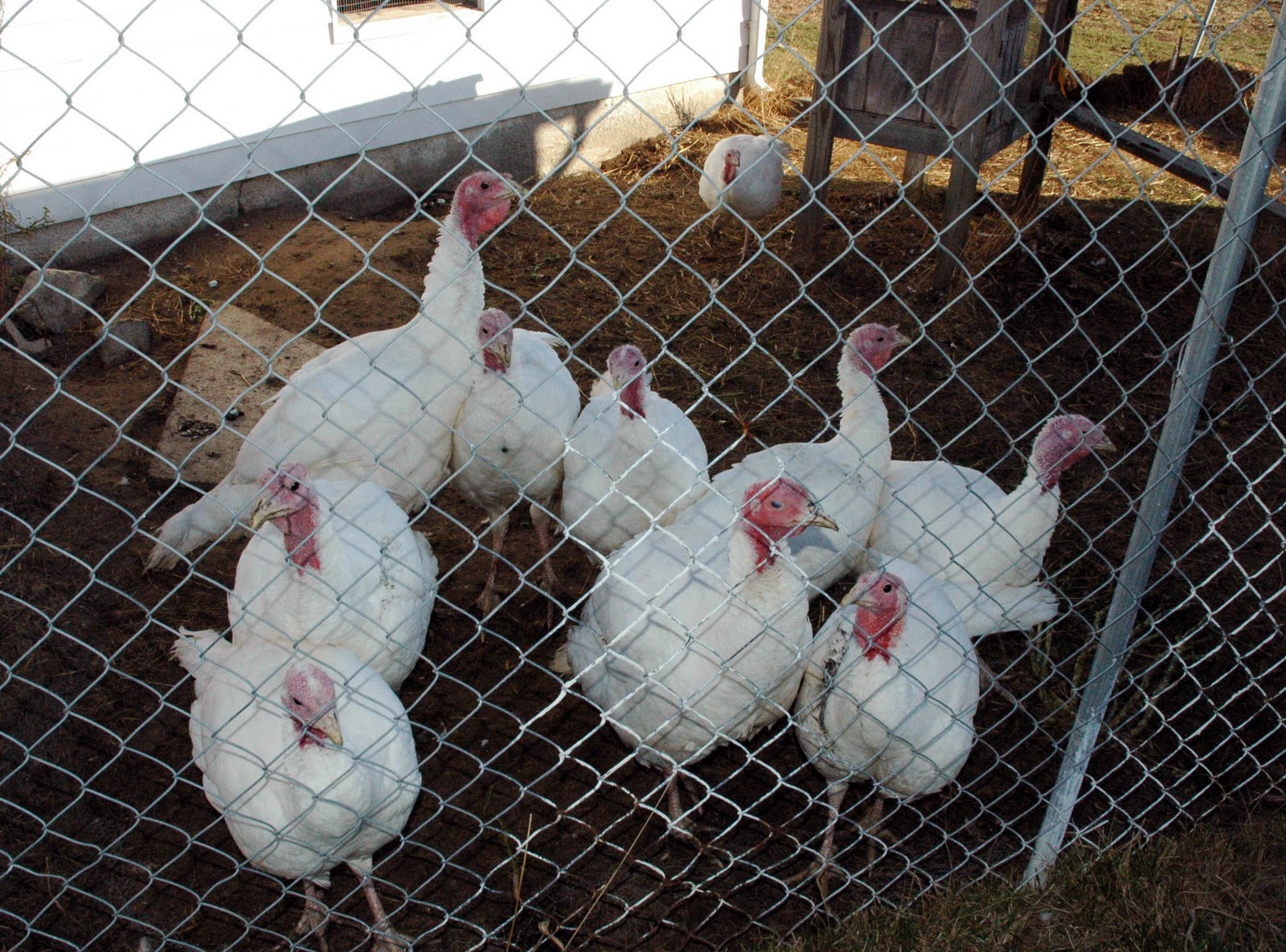 Reticulated Writer: Nov 13: Turkey Slaughter