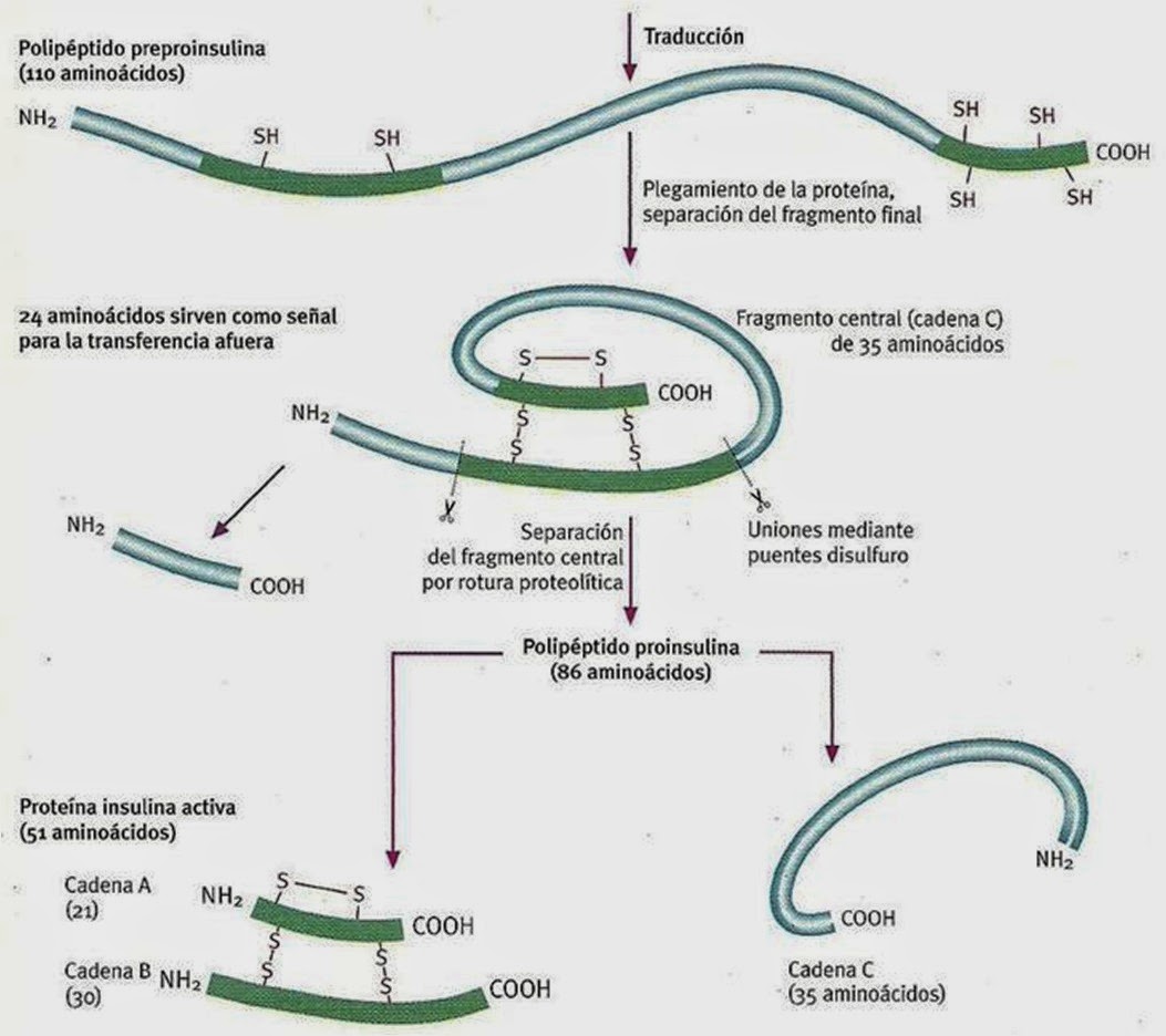 BIOLAGRANJA: noviembre 2017