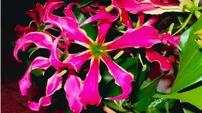 Jenis Jenis Bunga Anggrek Termahal Dan Langka | Bertanam