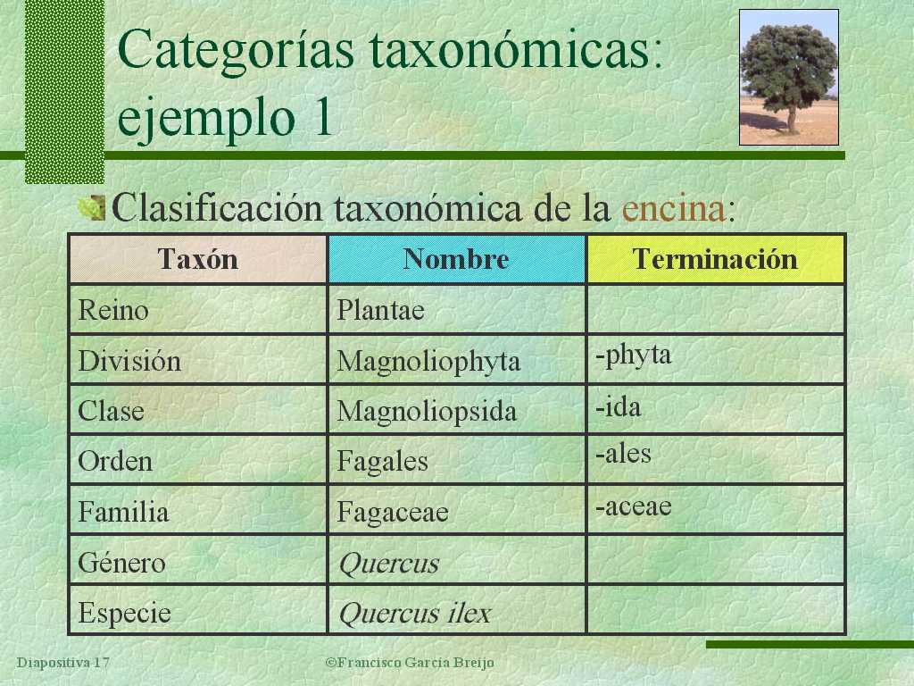 Taxonomia Definicion