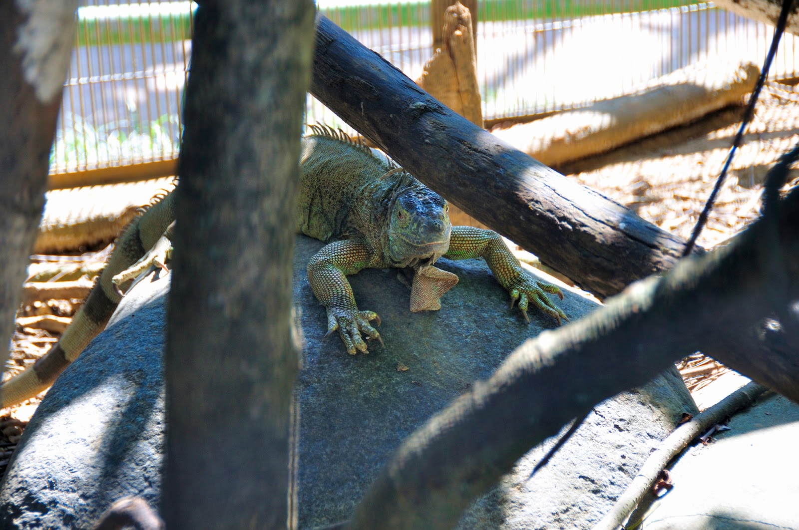 Cuchi's Travel Logs: Fun times at Avilon Zoo, Rizal Philippines