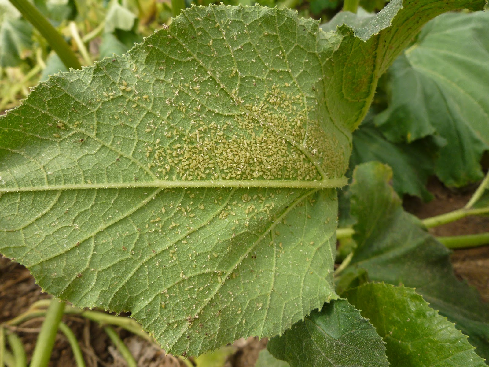 On African Thyme: Lessons From A Pumpkin...