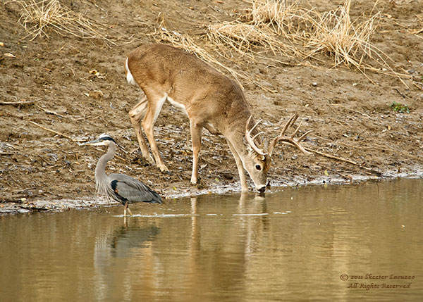 Friends of Hagerman National Wildlife Refuge: "The Rut" at Hagerman NWR