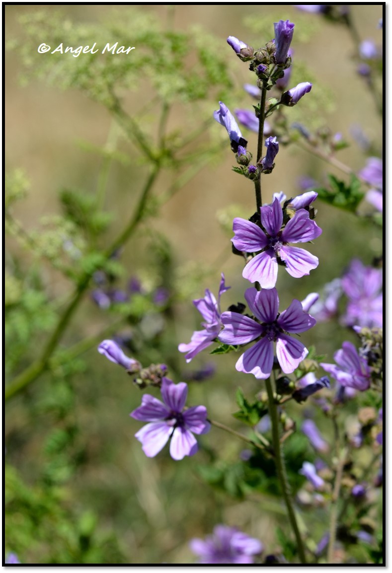 Flores y Bichos ***: junio 2015