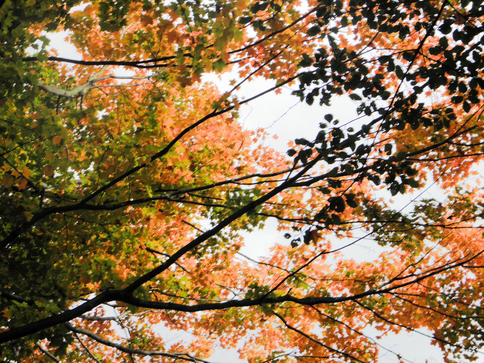 Fall Day October 8th, 2012