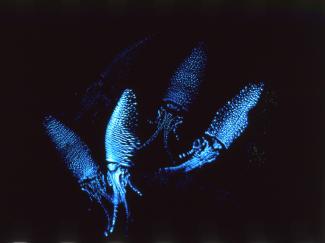 Deep Sea Creatures: Firefly Squid