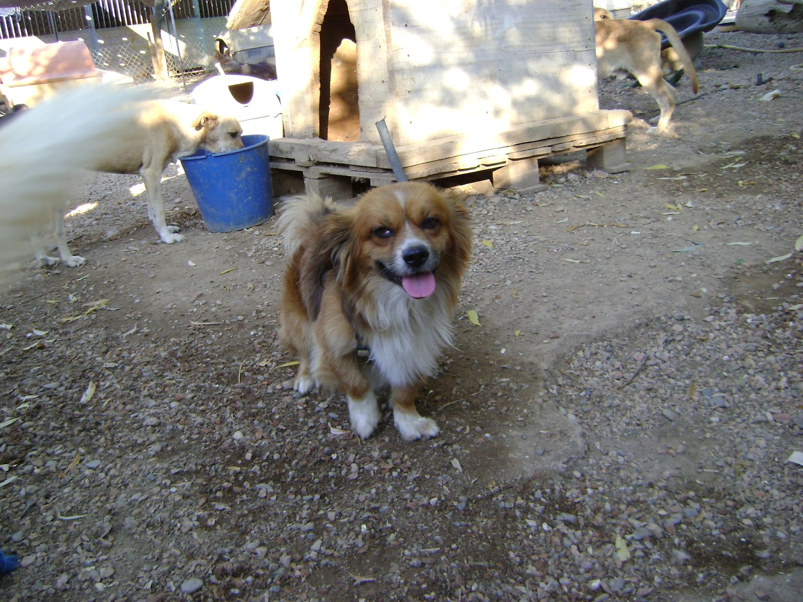 PROTECTORA D'ANIMALS LYDIA ARGILÉS: BONACHON, OTRA VEZ AL REFUGIO
