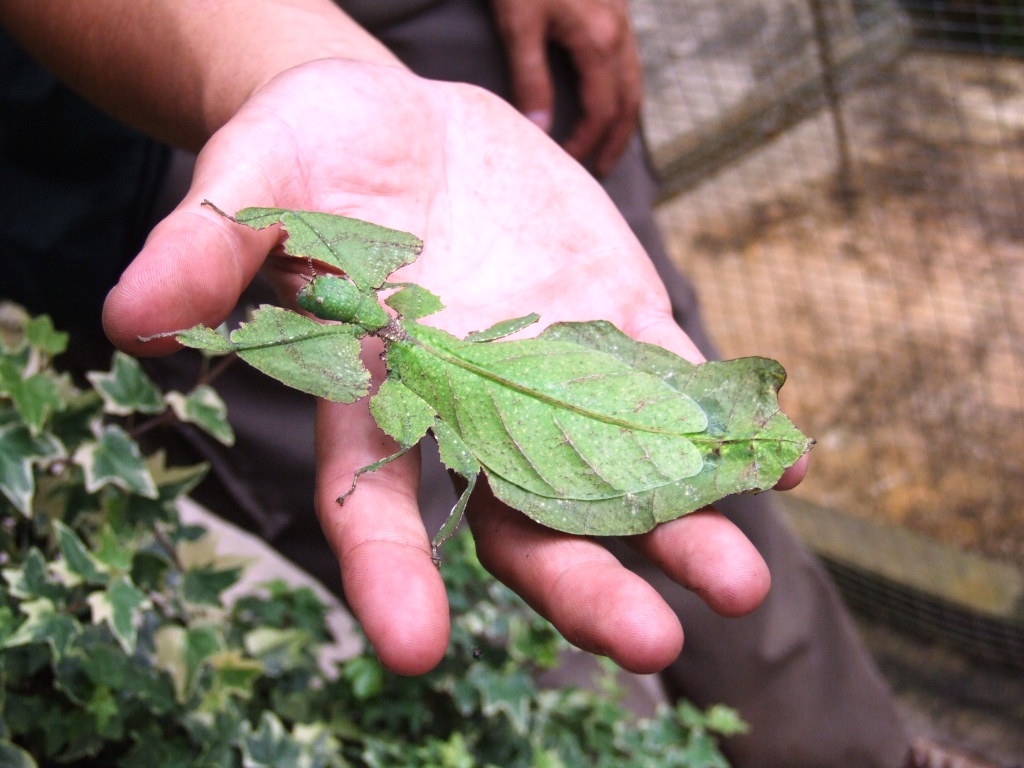 Dreamtime Sail: KL and the Cameron Highlands