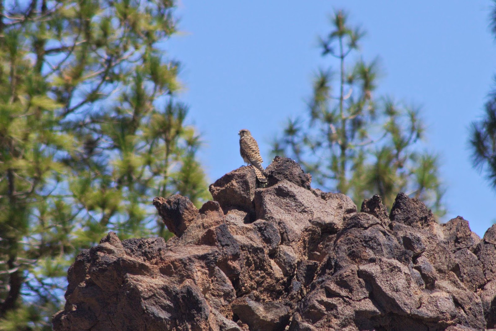 Examen de Naturales: Erupción (primaveral) del Teide