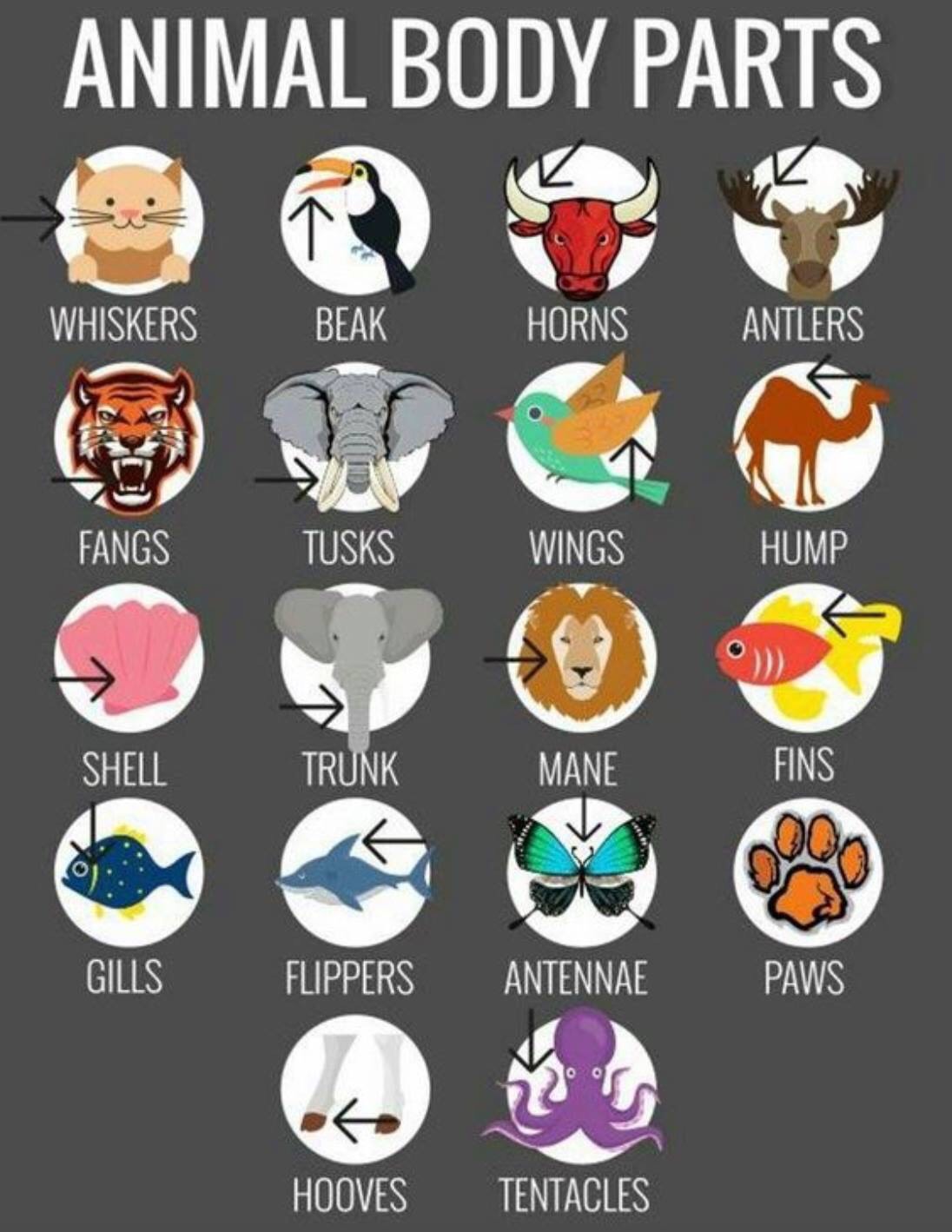 flock together: ANIMALS BODY PARTS 1