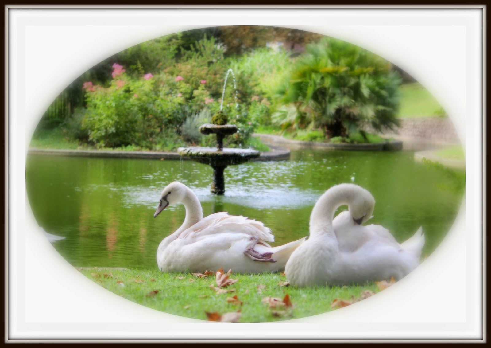 Museopaivakirja: Mitä kuuluu joutsenille?