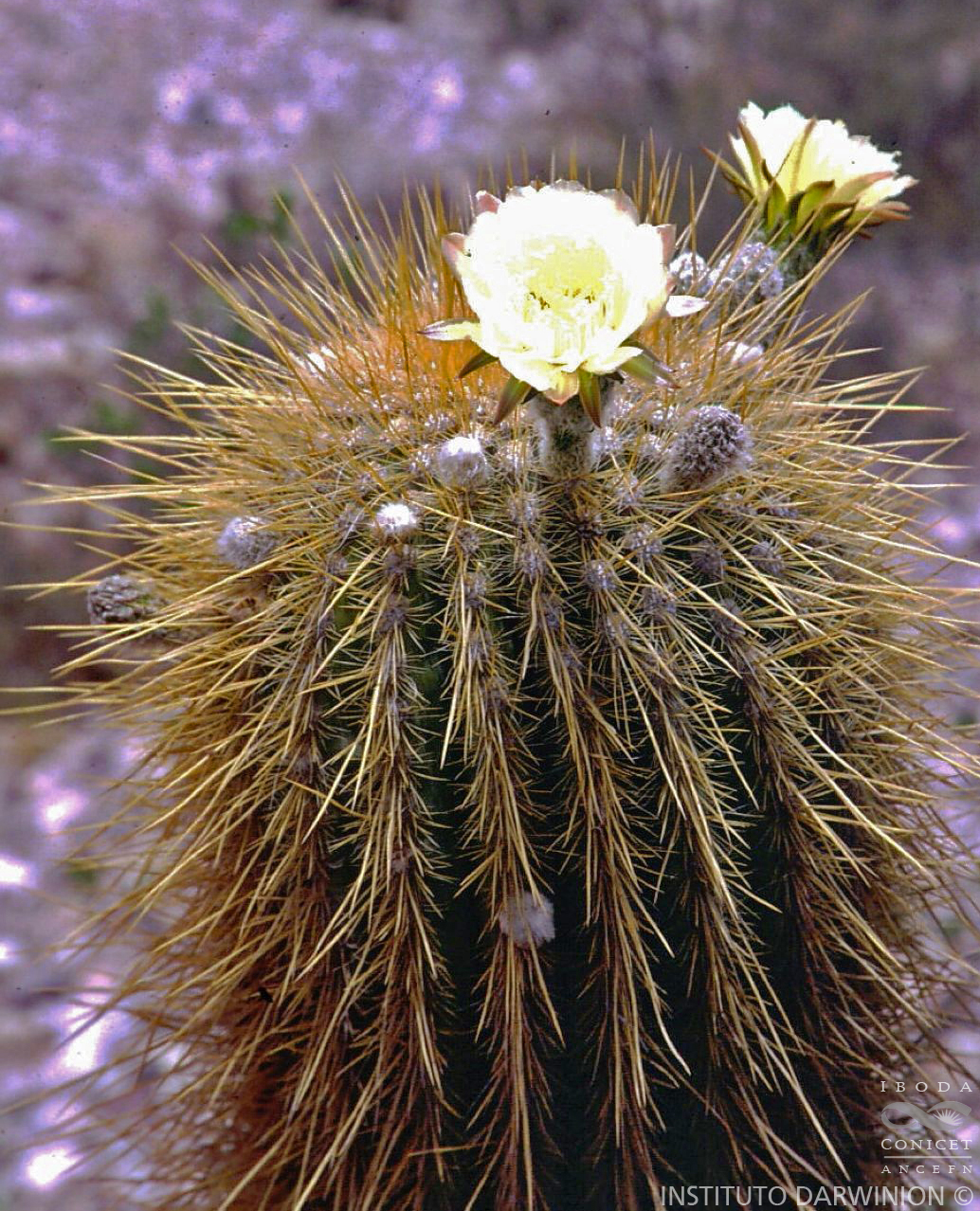 Argentina nativa: Pasacana (Trichocereus atacamensis)