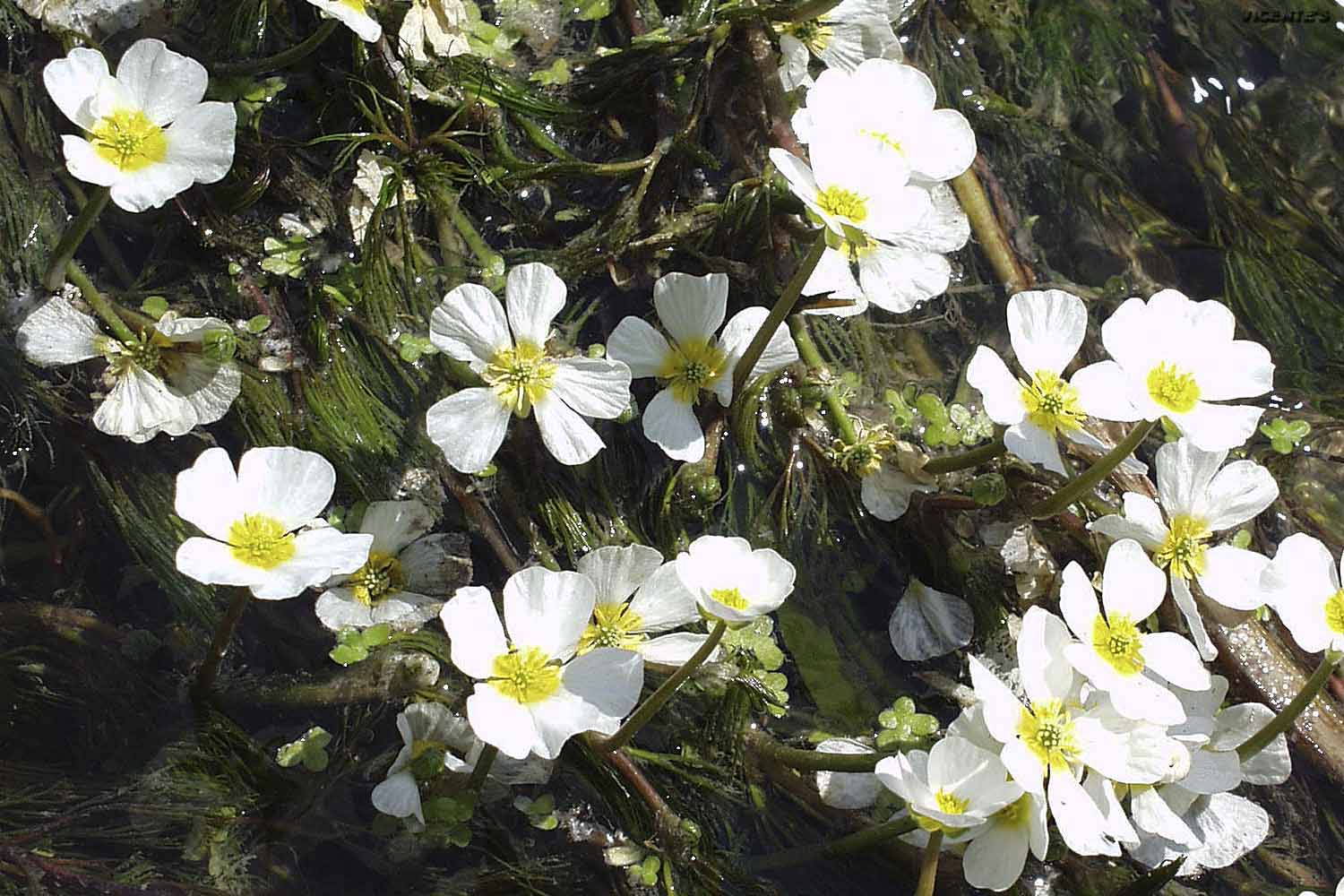 Las flores silvestres de Hormaza: Ranunculus aquaticus