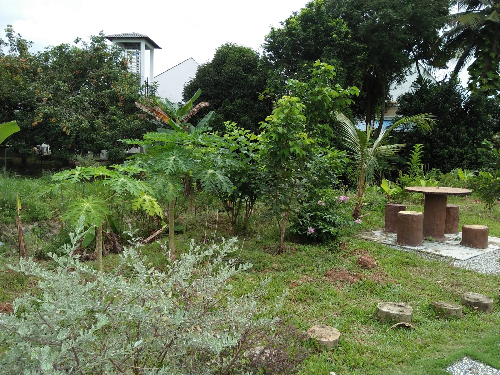 Fuziah Sulaiman blog: Jom kenali Tumbuhan BUNGA TAHI AYAM - MARIGOLD di ...