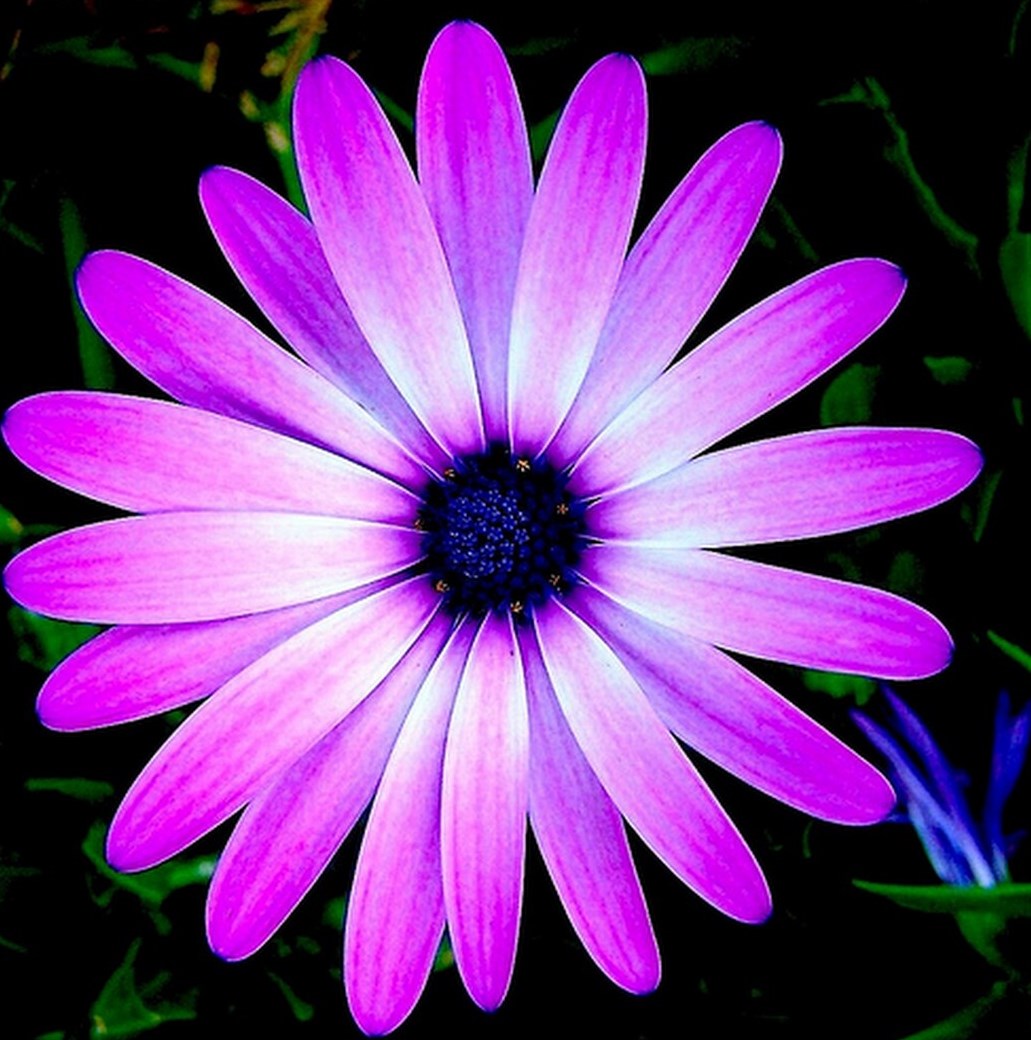 El arte es su máxima expresión : Imágenes de flores