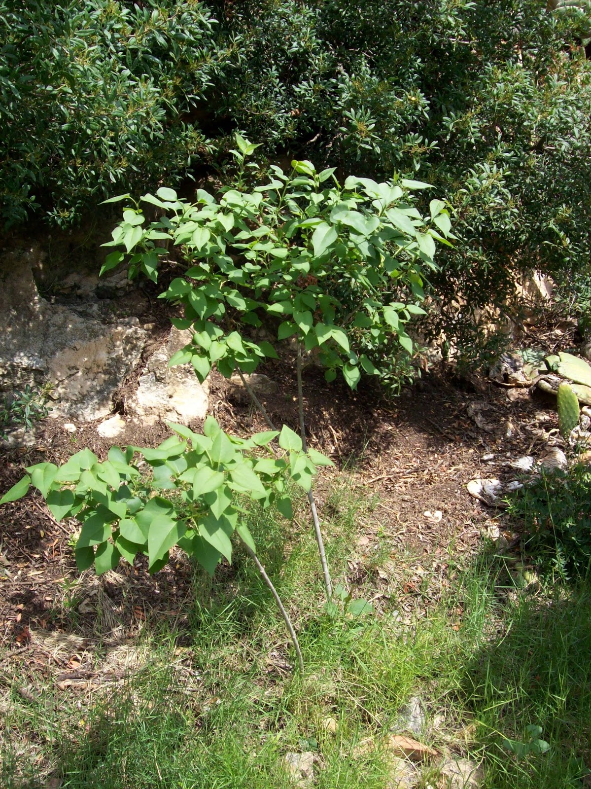 El blog de cibergarden: Lilo, Lila (syringa vulgaris)