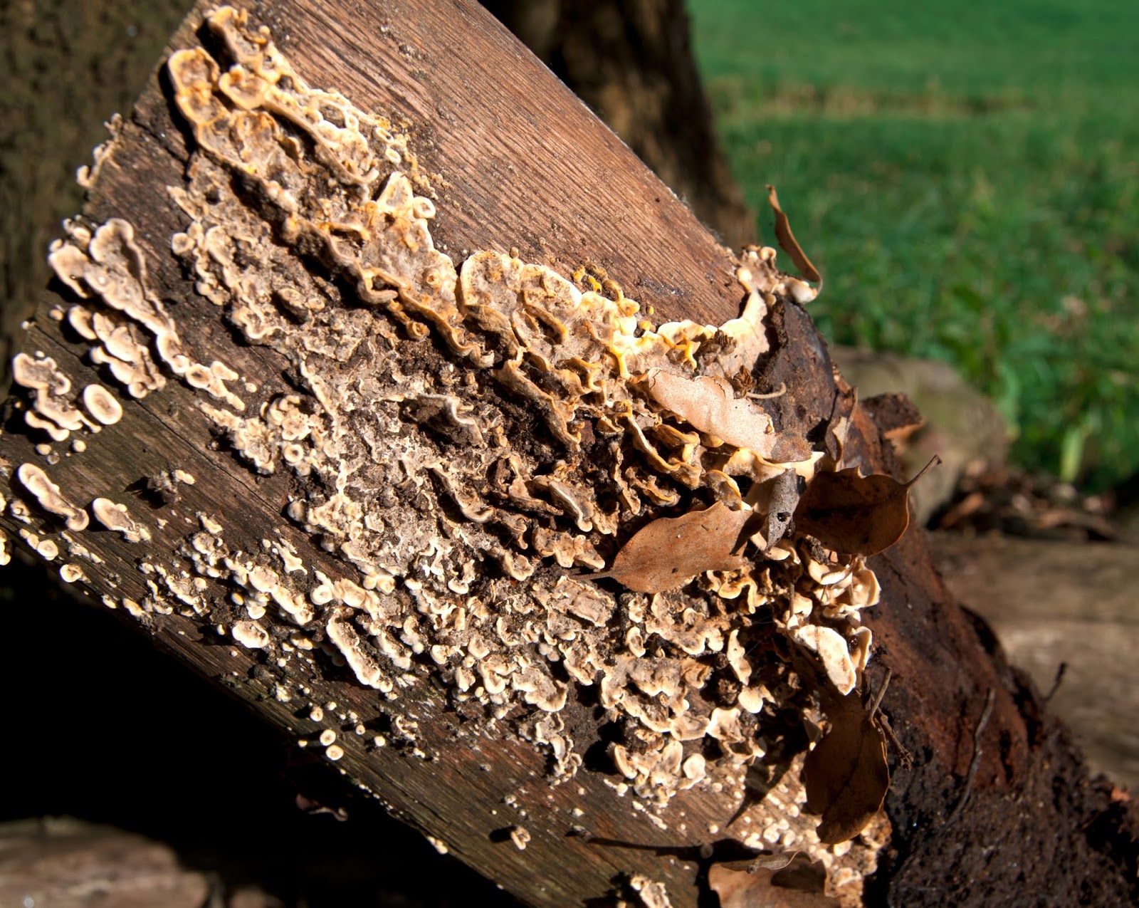 Nature Blog by Alexandra: Creepy Crawly INSECTS in a Log Pile.......