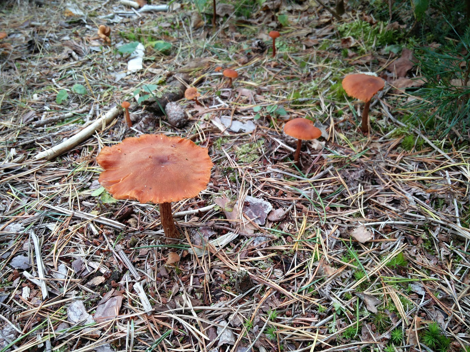 Misidentifying Fungi: Graffham Common Fungus Walk