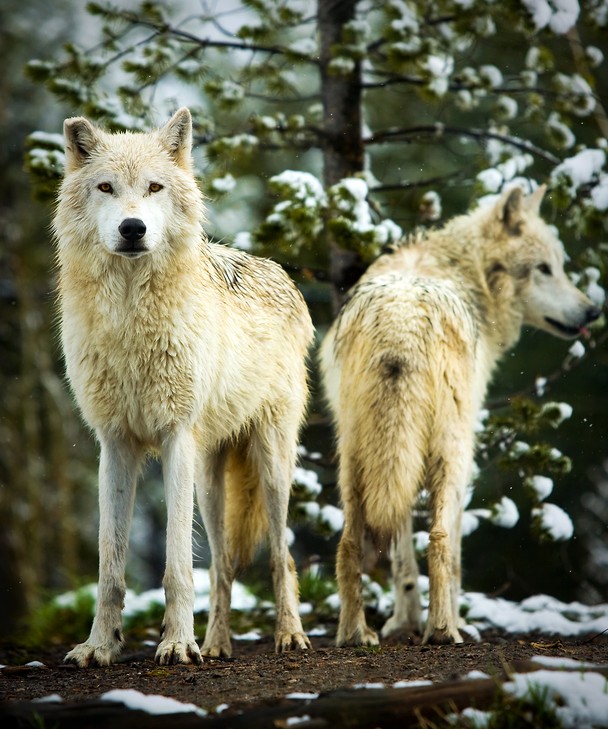 White Wolf : National Geographic's 2011 Photography Contest