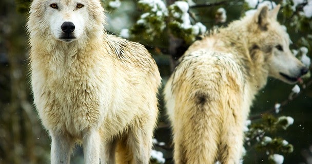 White Wolf : National Geographic's 2011 Photography Contest