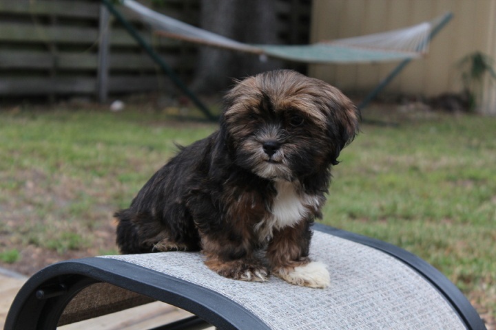 Puppy Dog Breeds Photos