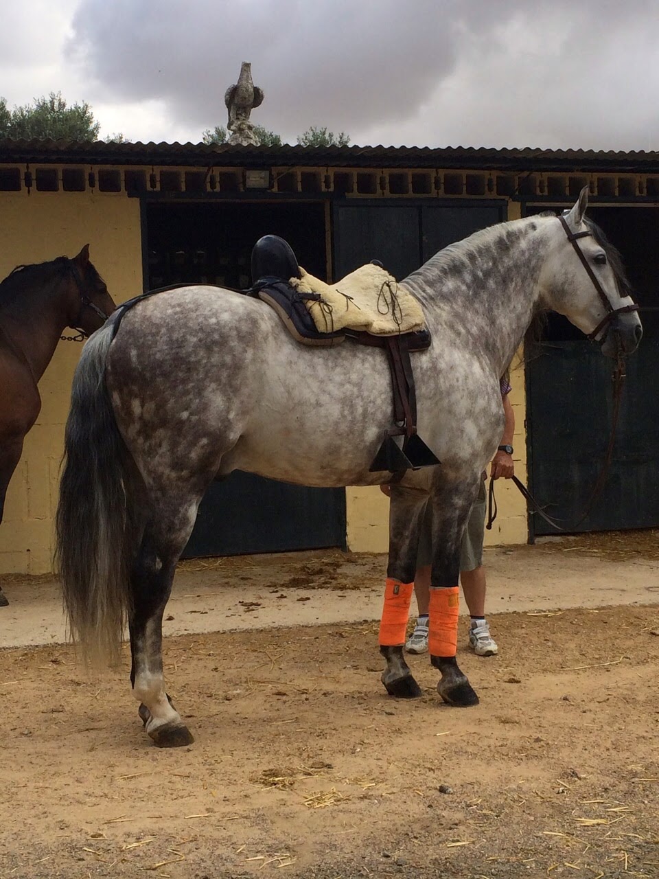 GALOPANDO CON MIS CABALLOS