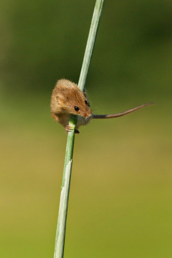 Matt's Photos: Harvest Mice