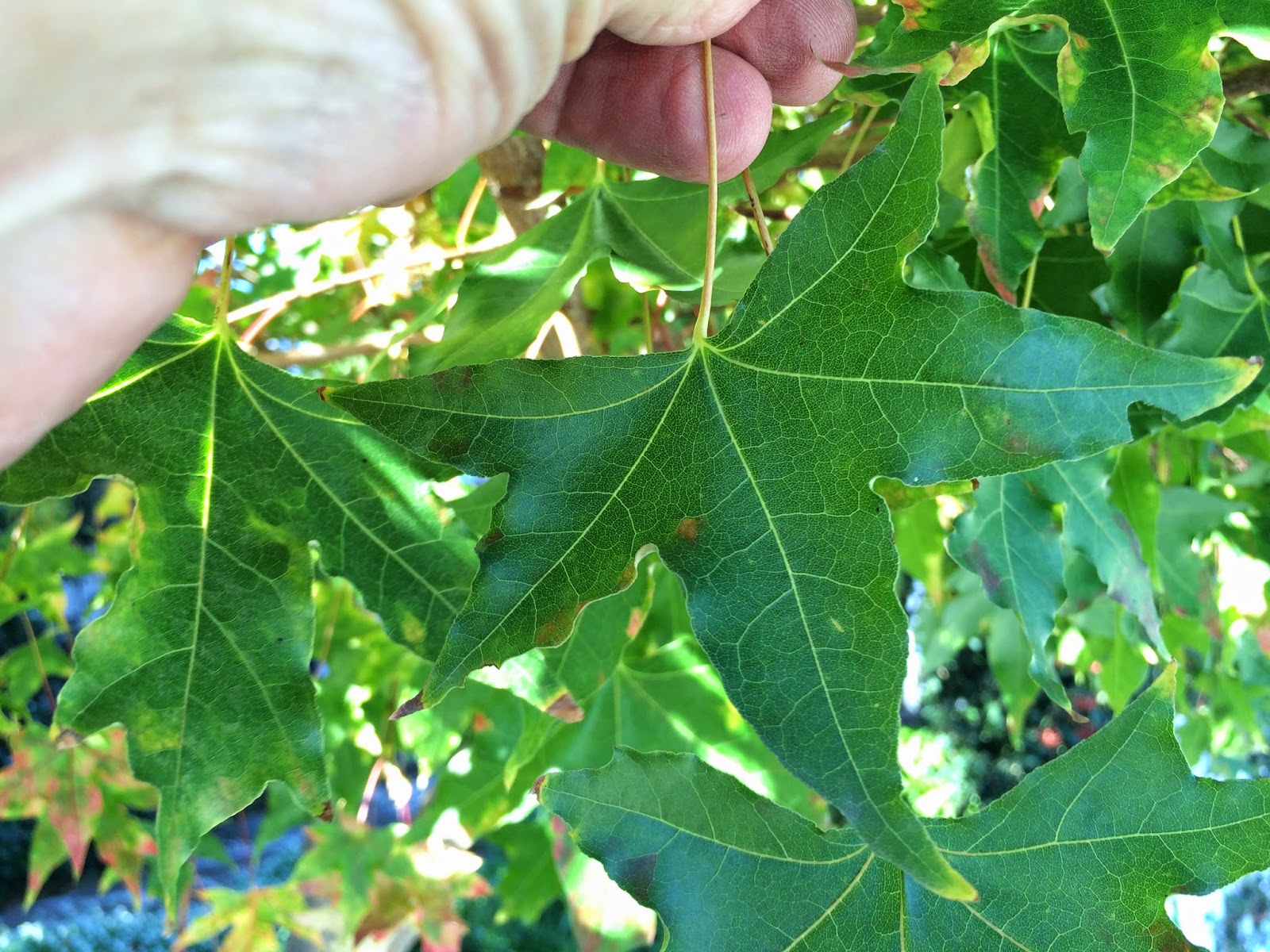 Trees of Santa Cruz County: Acer truncatum - Shantung Maple