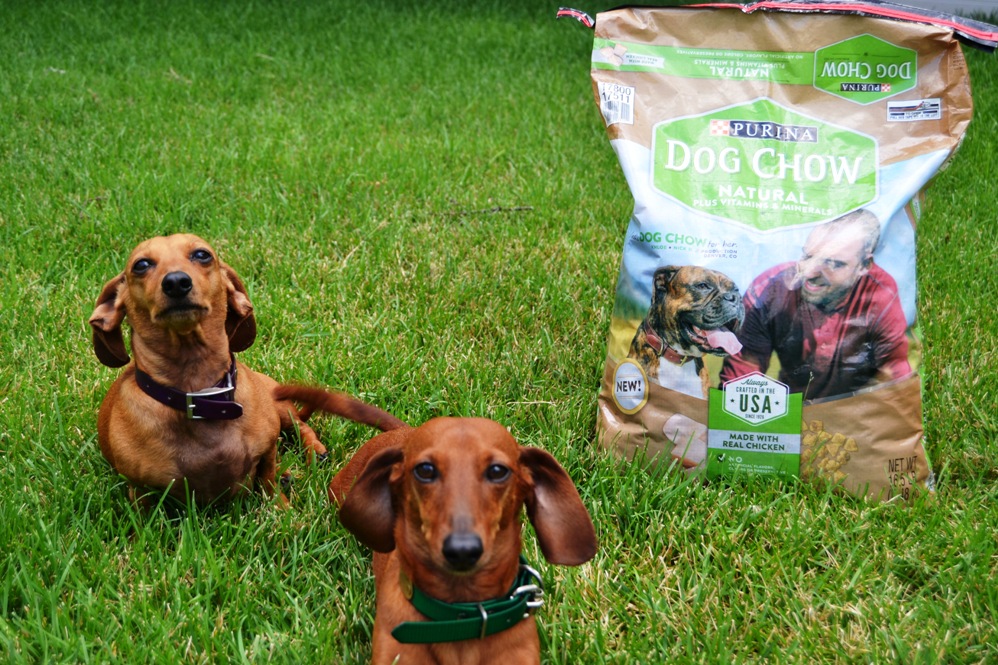 How to Pamper Your Pets | The Nutritionist Reviews