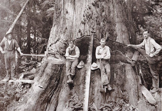 Amazing Vintage Photographs Document Logging and Lumber Activities in ...