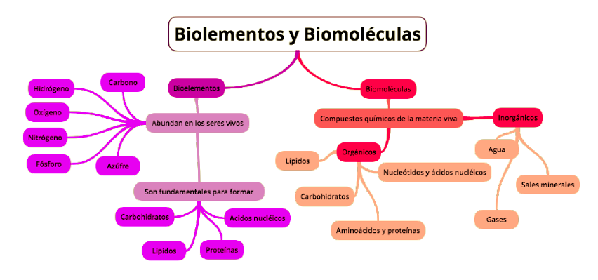 Bioelementos y biomoléculas - Informe