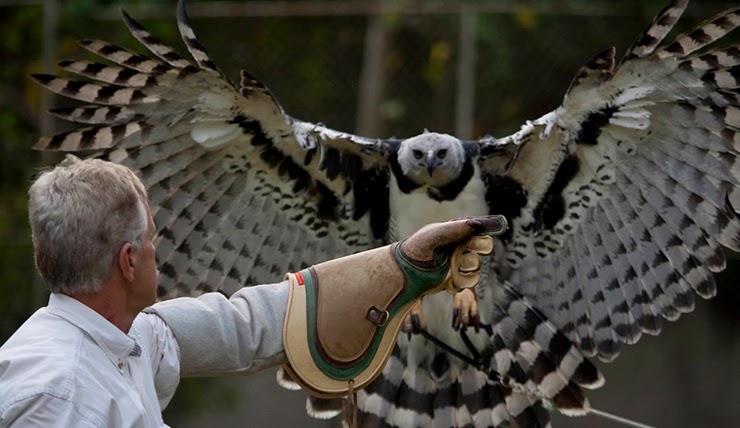 A VIDA EM "BIO": harpia