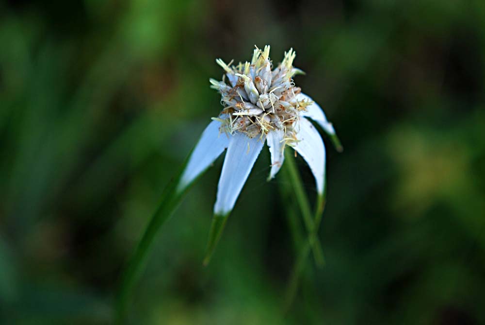 Space Coast Wildflowers: Orlando Wetlands Park, April 13, 2012