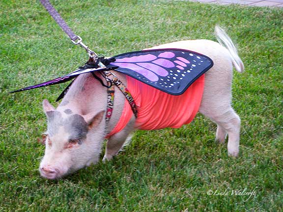 The View from Squirrel Ridge: Whether Pigs Have Wings