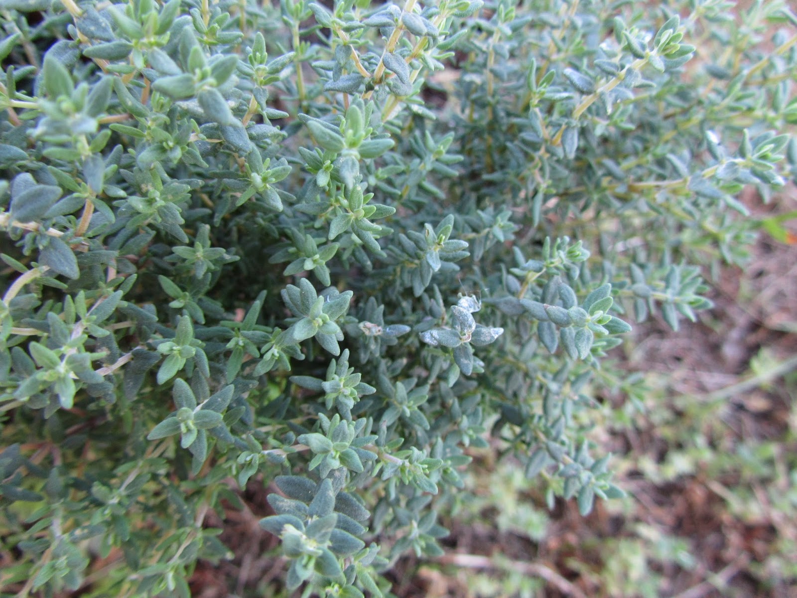 Come si Coltiva il Timo (Thymus sp.)? | Il Gusto Della Natura