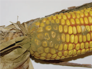 Farm, Home, and Garden Gazette: Aspergillus Ear Rot in Corn